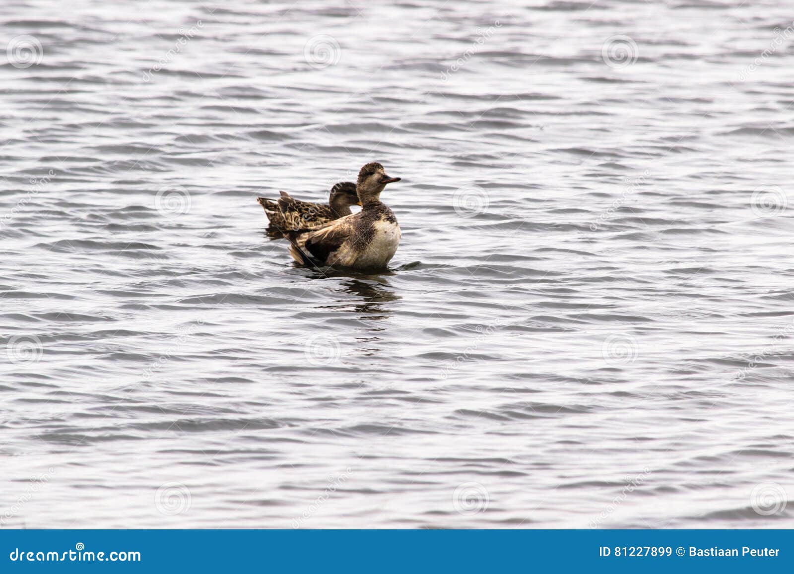 Pair of gadwall ducks stock image. Image of bird, gadwalls - 81227899