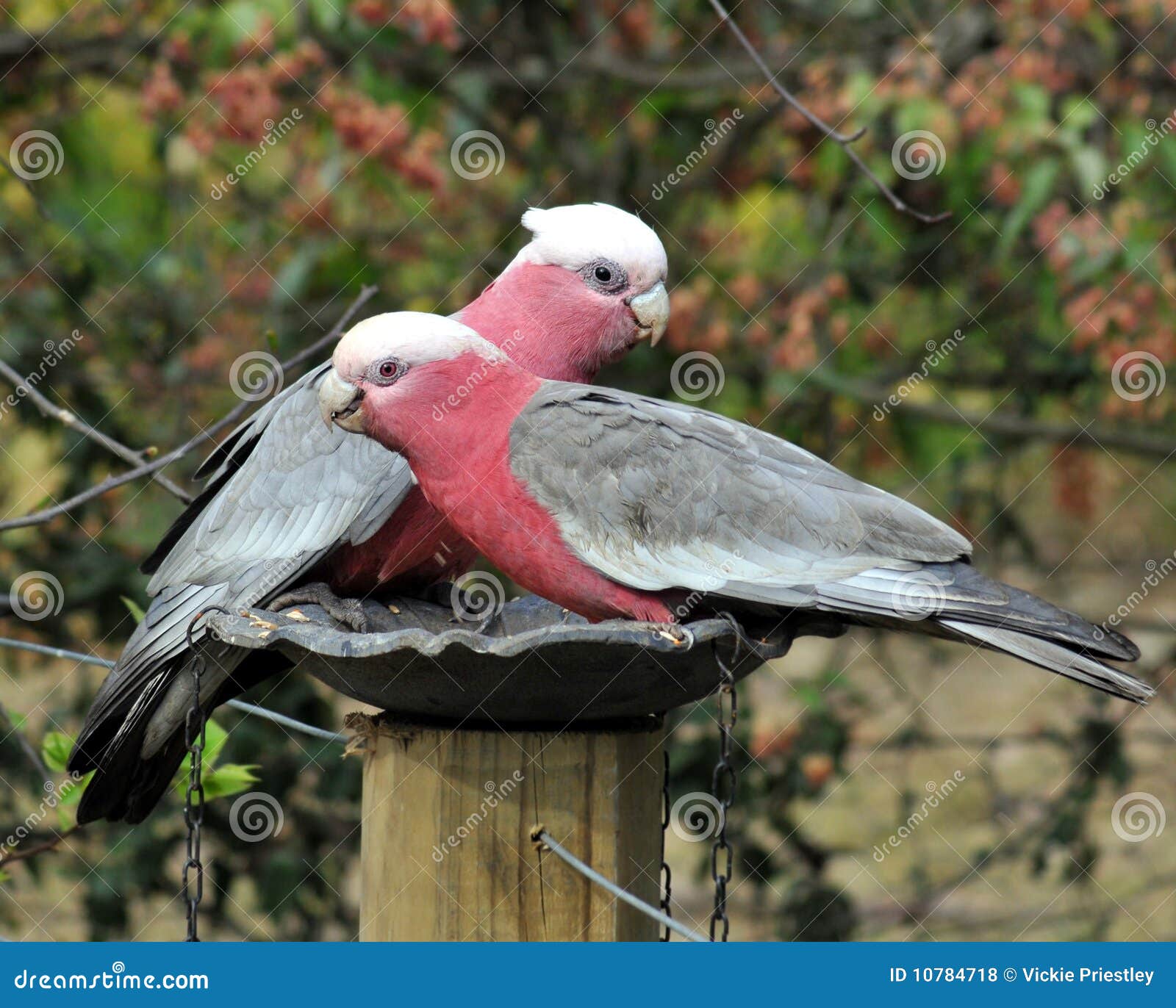 Pair of Galahs stock photo. Image of wild, pink, cacatua - 10784718