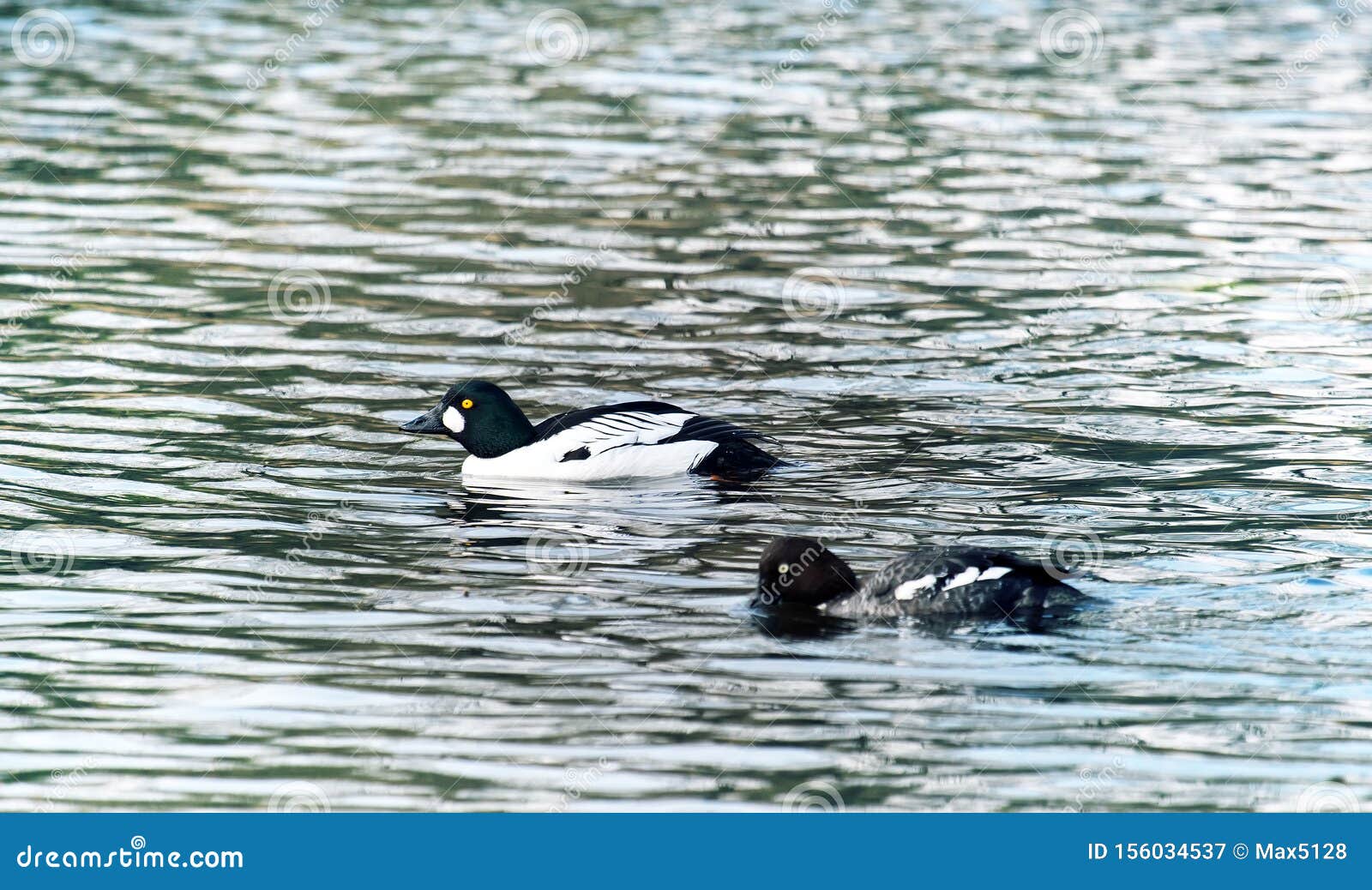 Pair of garrot stock image. Image of marine, goldeneye - 156034537