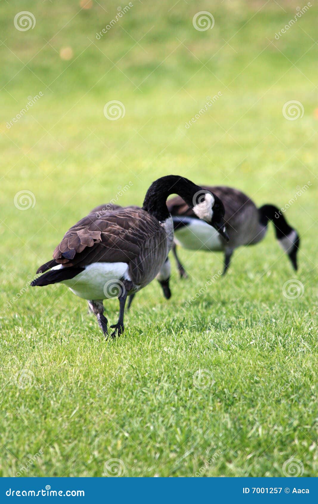 Pair of geese stock image. Image of search, feathers, searching - 7001257