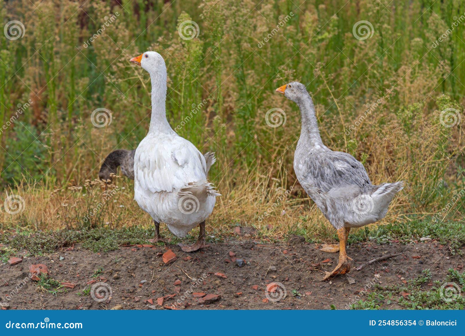 Two Geese Birds stock photo. Image of europe, geese - 254856354