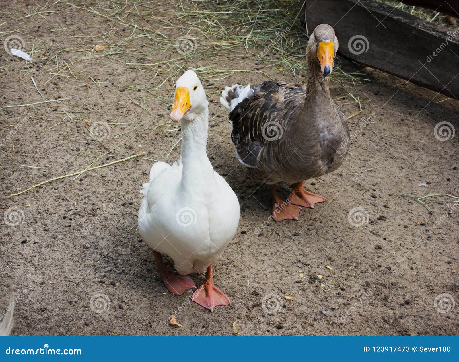 Poultry - Pair Of One Day Old Layer Chickens Royalty-Free Stock Image ...