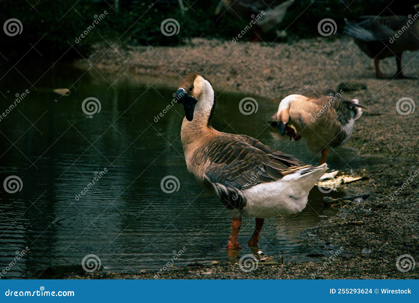Pair of Geese Standing Around on a Lake Shore Stock Photo - Image of ...