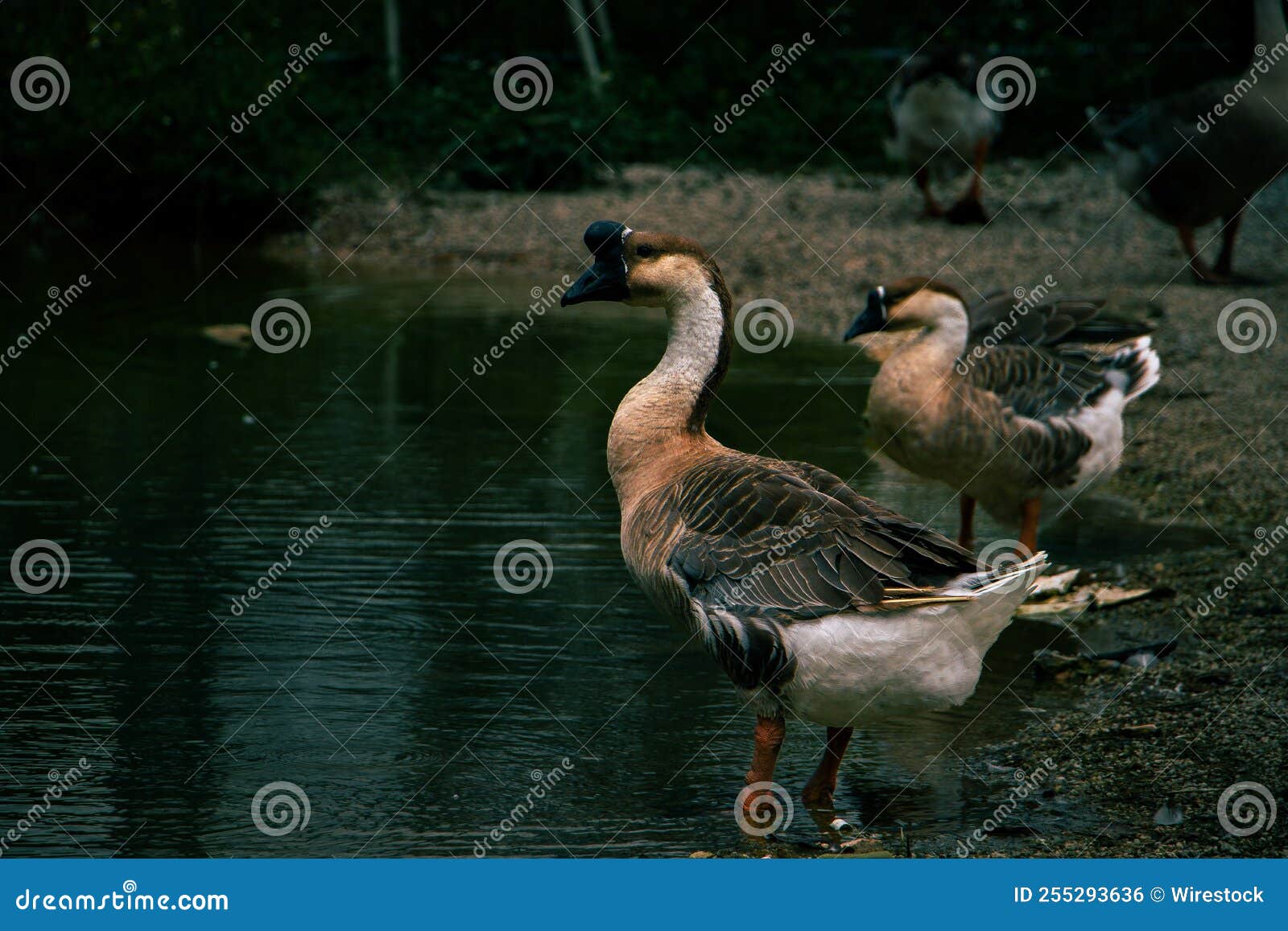 Pair of Geese Standing Around on a Lake Shore Stock Photo - Image of ...