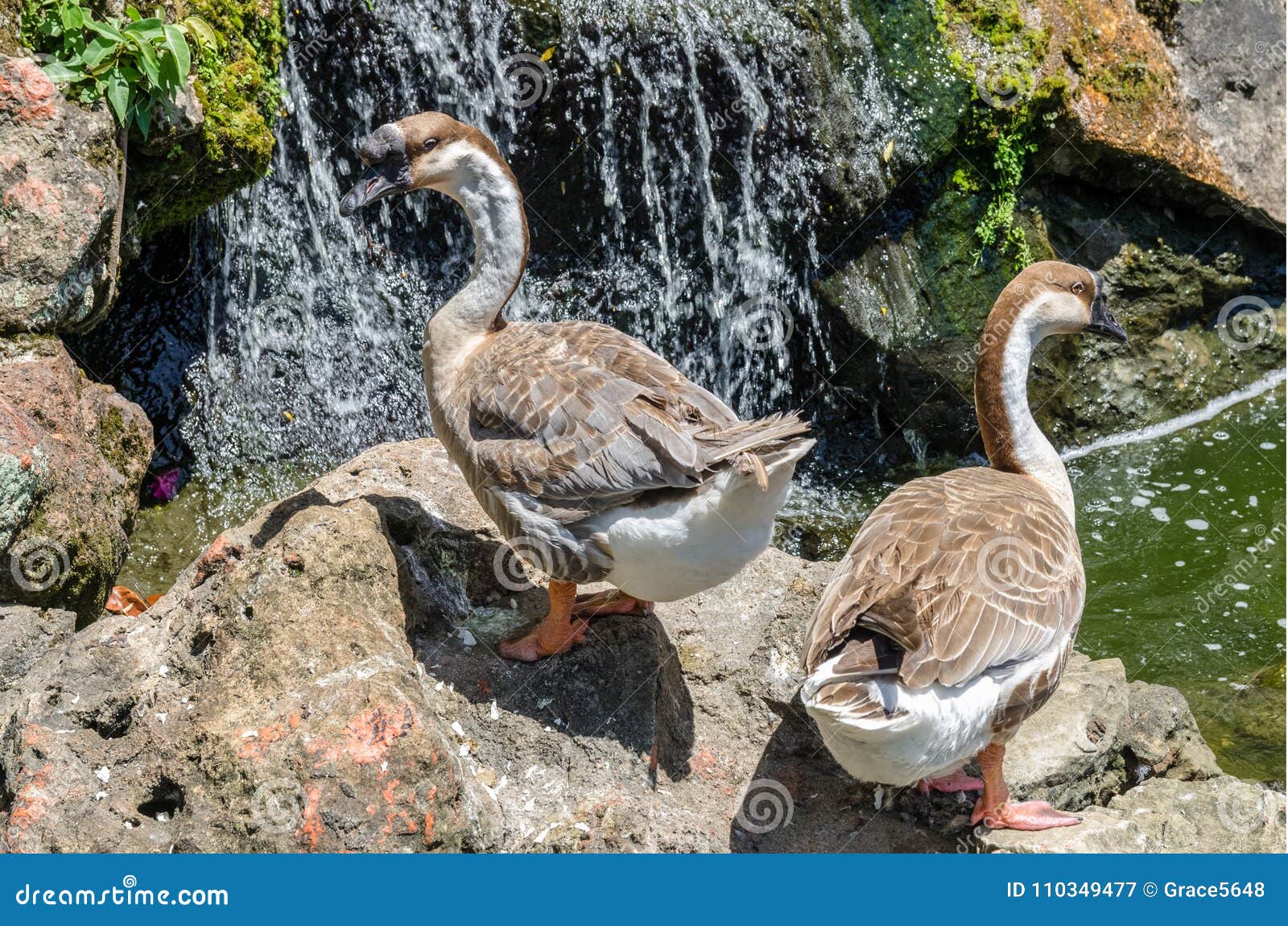 A pair of geese stock image. Image of geese, animals - 110349477