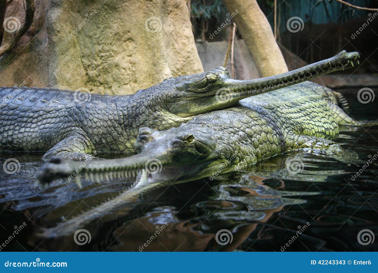 Pair of gharials in water stock image. Image of gavial - 42243343