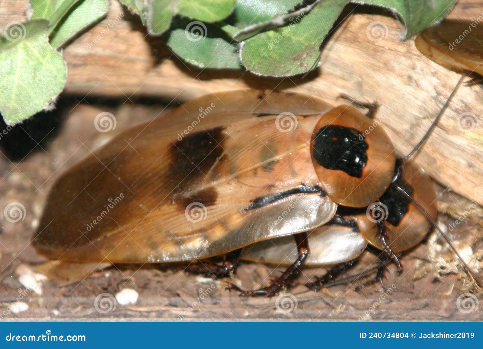 A Pair of Giant Jungle Cockroaches Mating Stock Photo - Image of couple ...