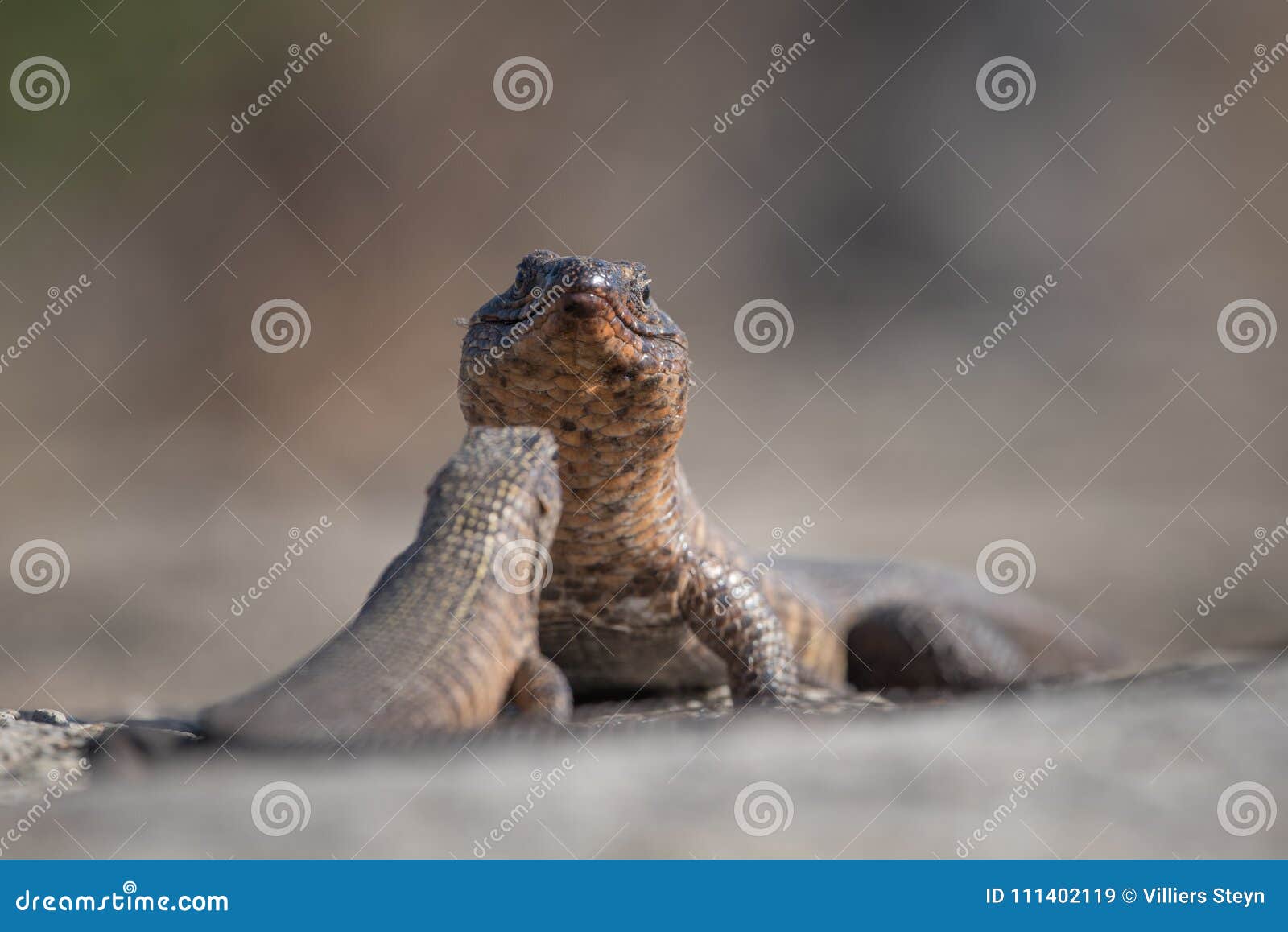 A Pair of Giant Plated Lizards Facing Each Other. Stock Image - Image ...