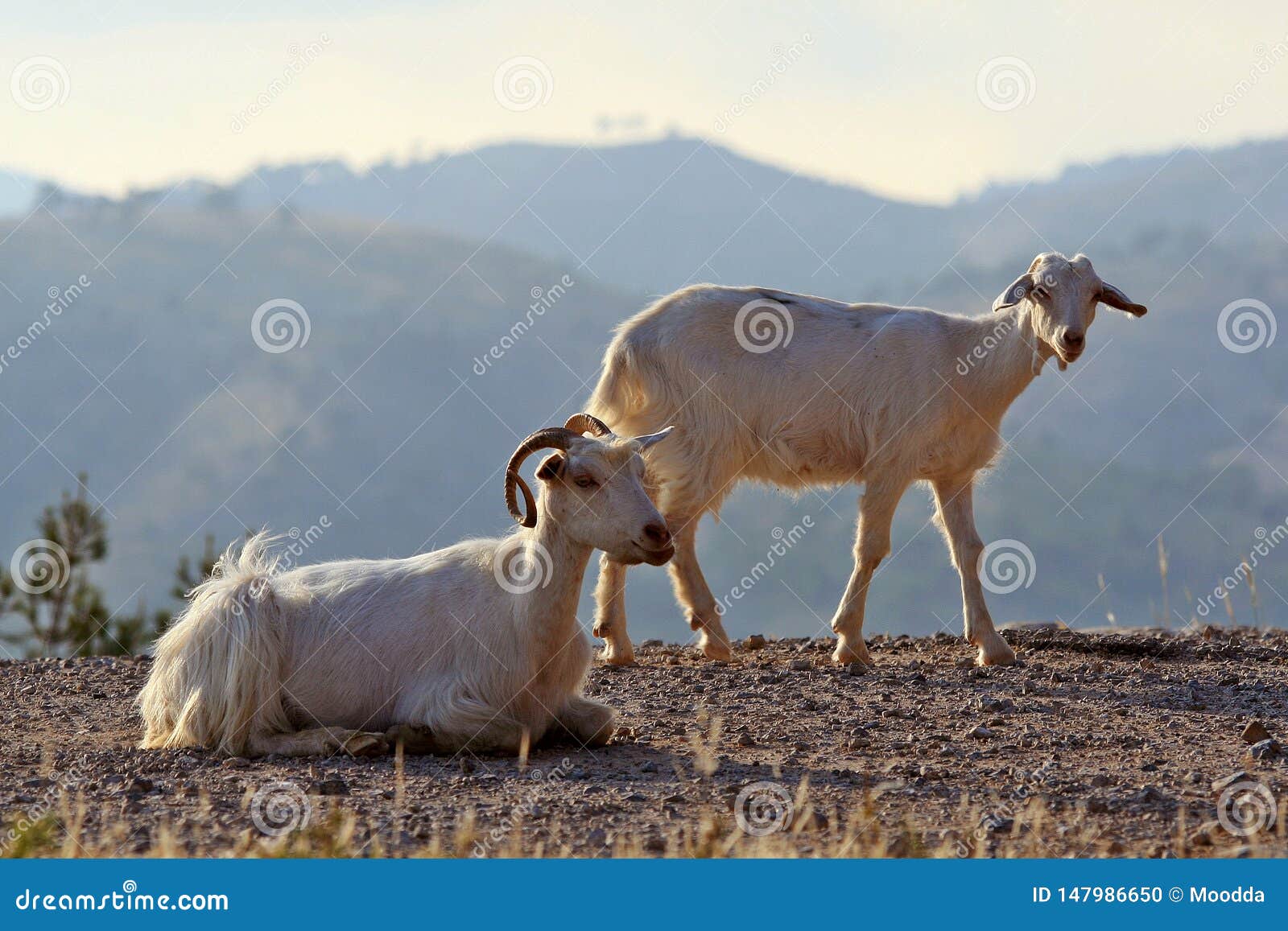 Pair of Goats stock photo. Image of grazing, outdoors - 147986650