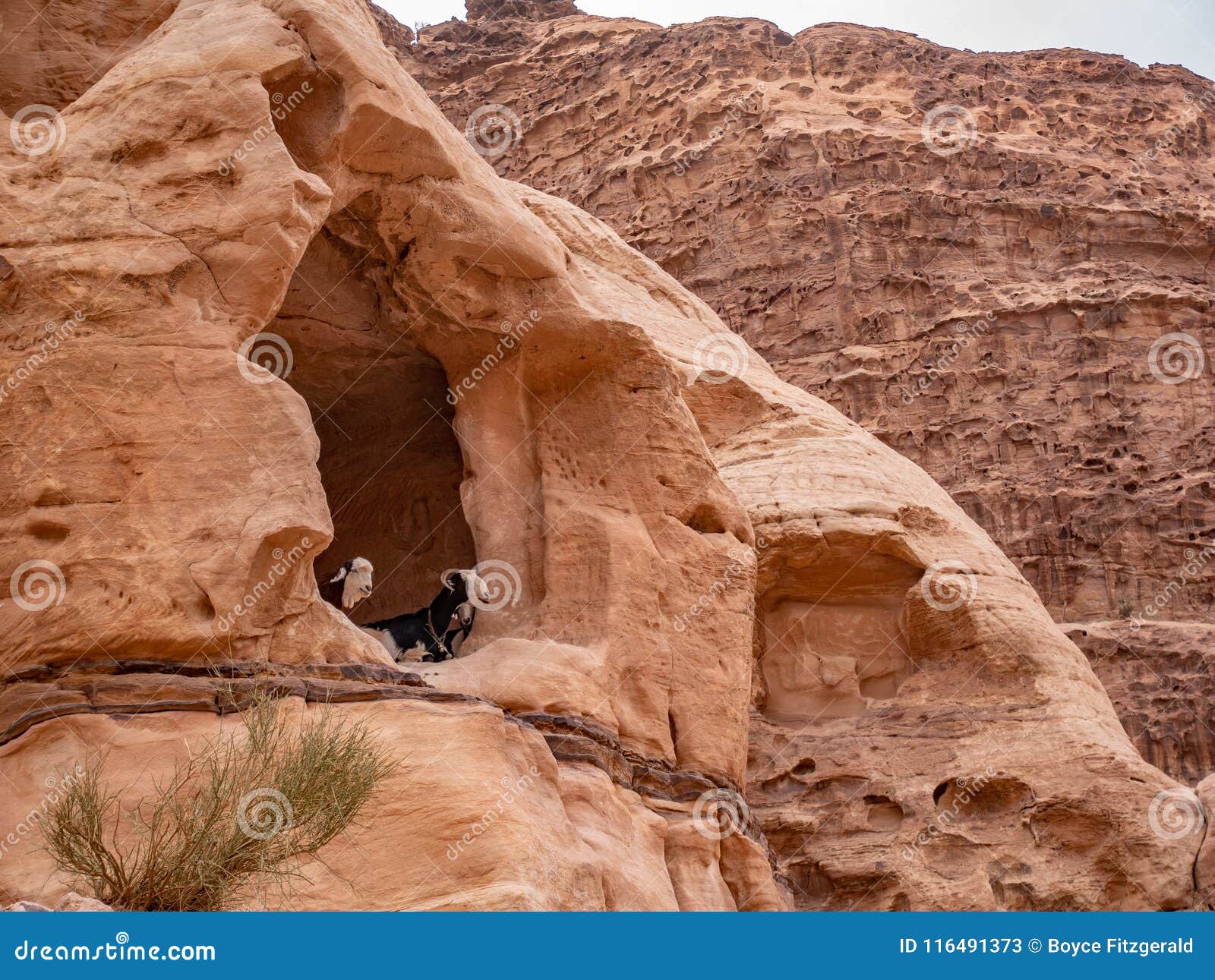 Goats Rest Under a Ledge in the Desert Mountains Stock Image - Image of ...