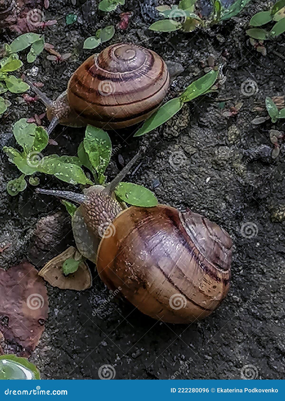 A pair of grape snails stock photo. Image of land, glaciers - 222280096