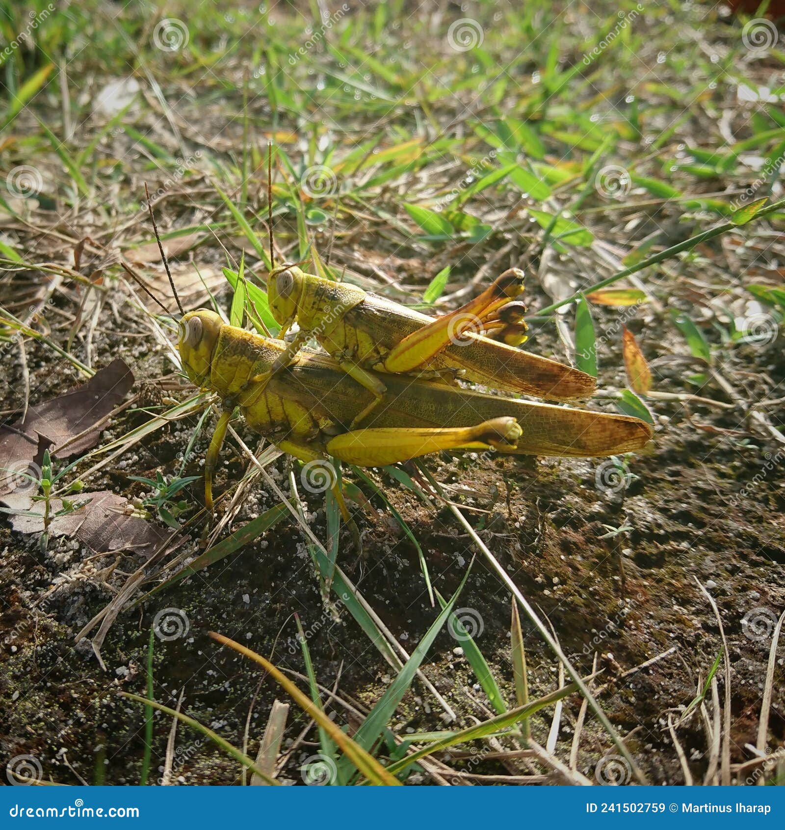 Grasshopper mating stock image. Image of animal, grasshoppers - 241502759