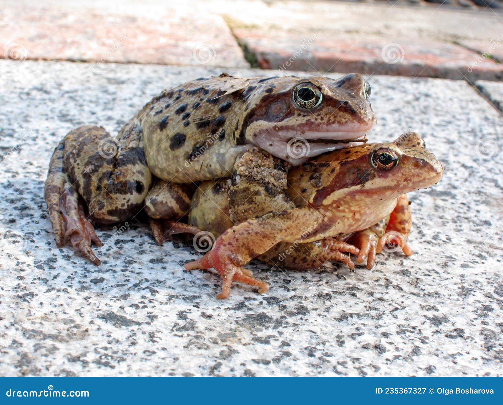 A Pair of Gray Freshwater Frogs Stock Image - Image of frogs, pair ...