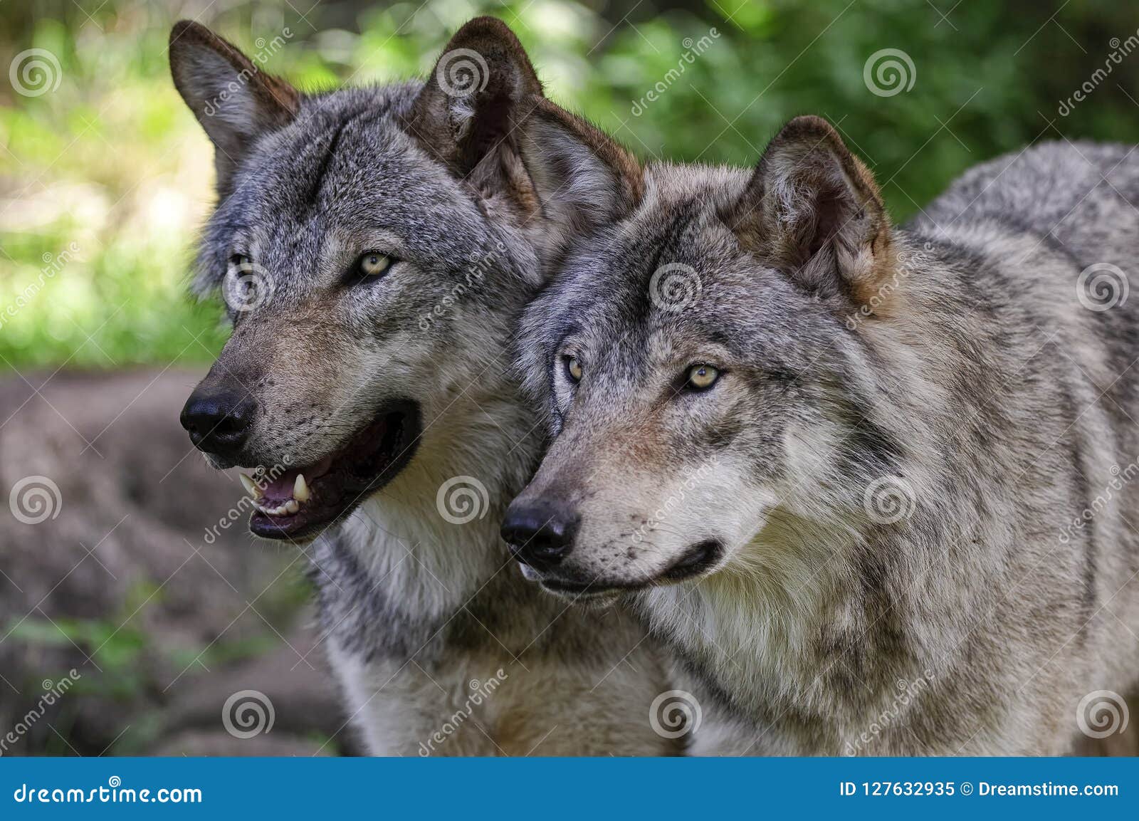 Pair of Gray or Timber Wolves Looking Off To the Left. Stock Image ...