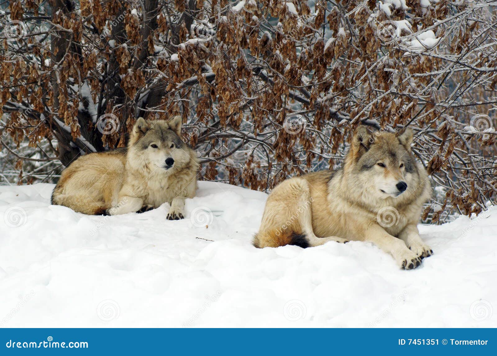 A Pair of Gray Wolves stock image. Image of canada, timber - 7451351