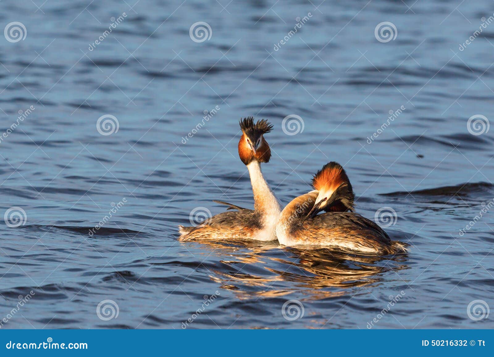 Pair of Great Crested Grebe in Mating Ritual Stock Photo - Image of ...