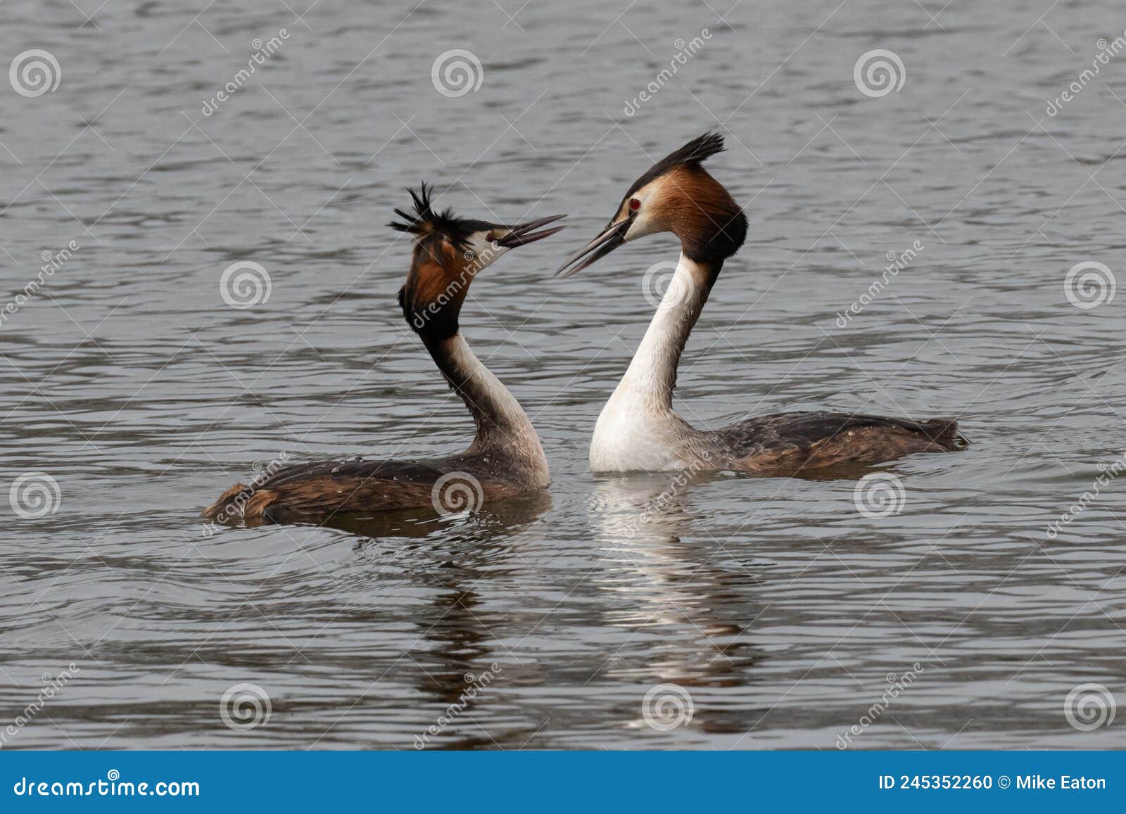 Pair of Great Crested Grebes Courting Stock Photo - Image of crested ...