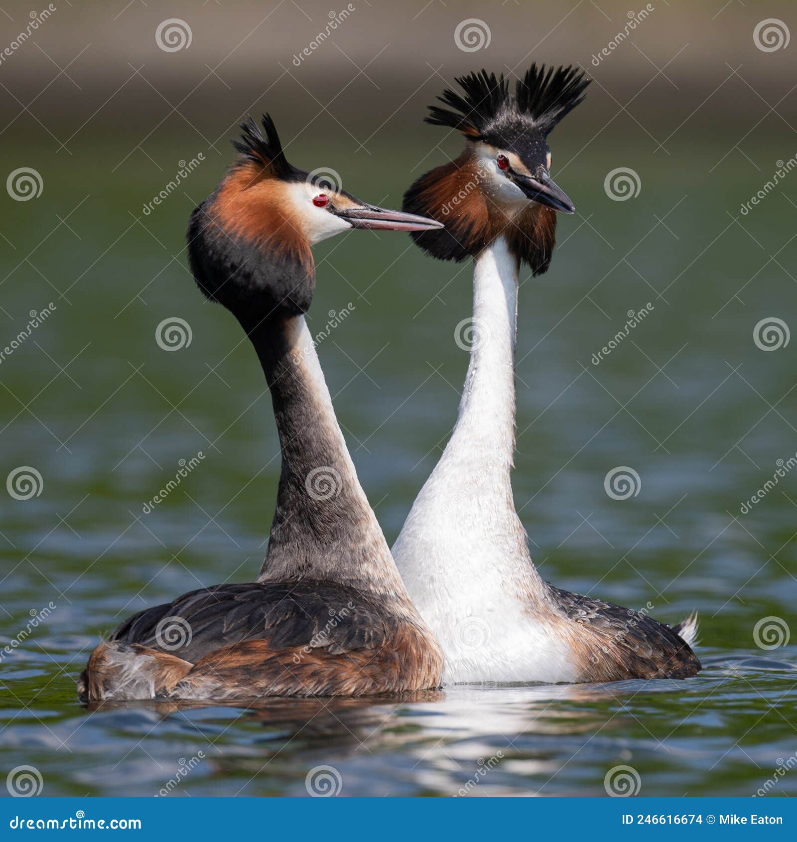Pair of Great Crested Grebes with Head Plumes Stock Photo - Image of ...