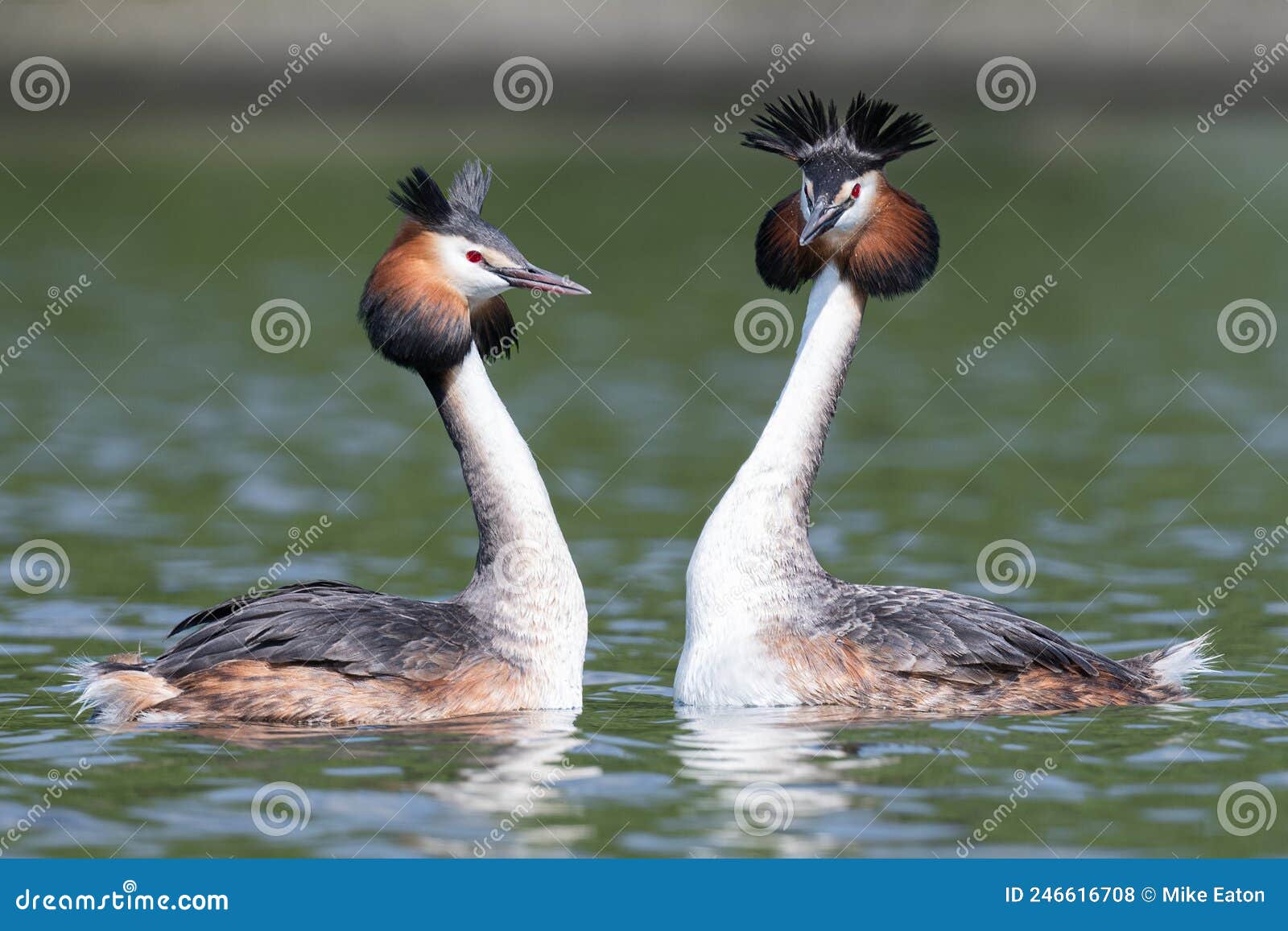 Pair of Great Crested Grebes with Head Plumes Stock Photo - Image of ...