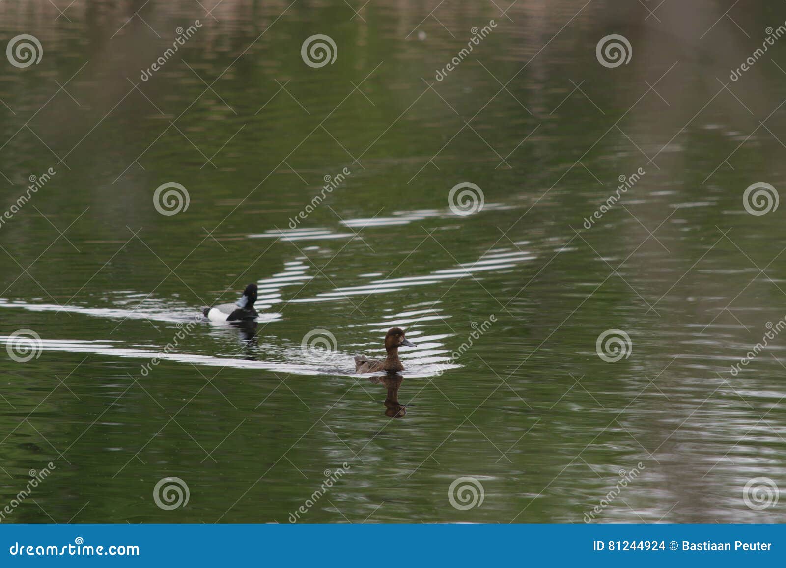 Pair greater scaup ducks stock photo. Image of wildlife - 81244924