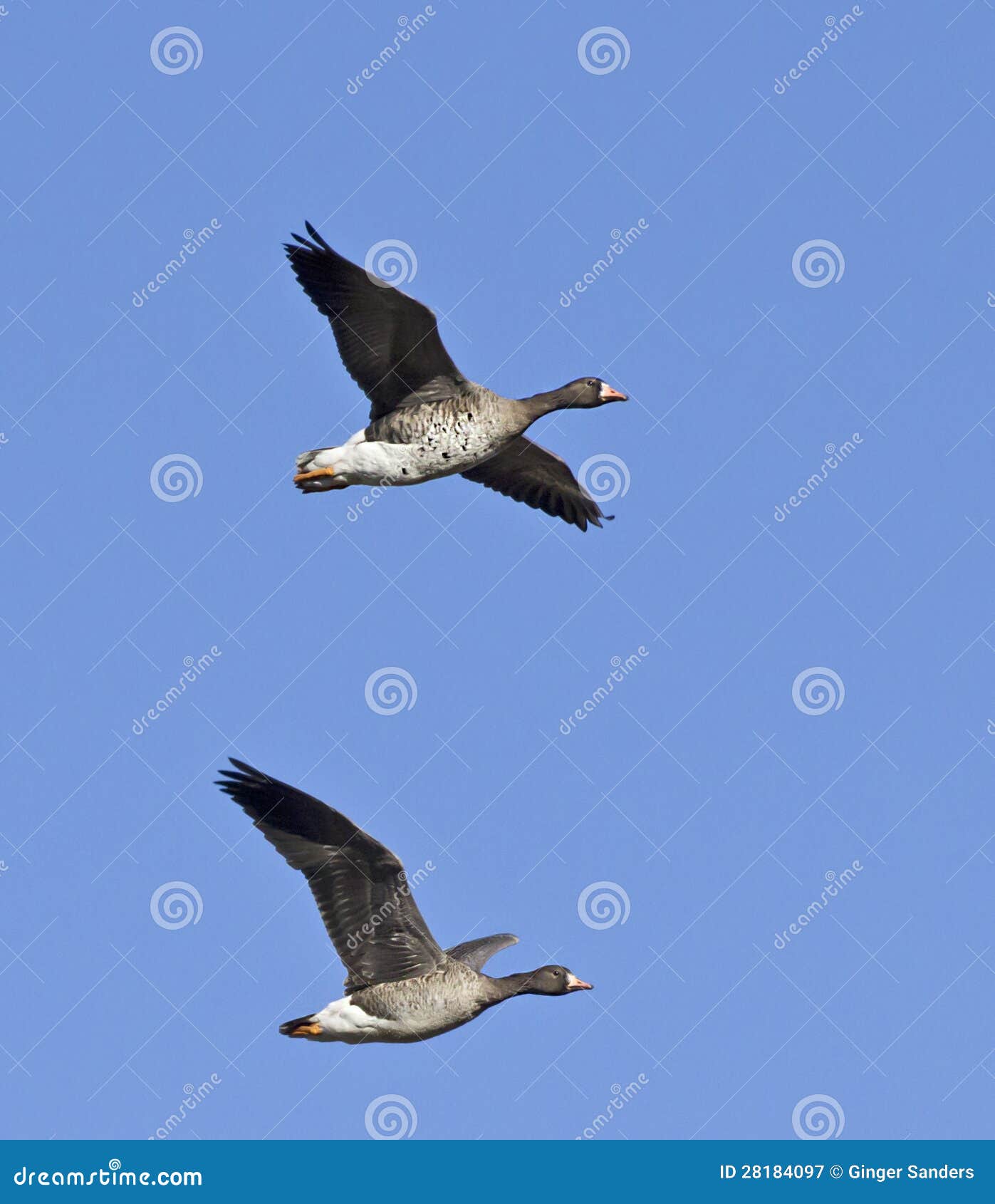Pair of Greater White-fronted Geese Flying Stock Image - Image of geese ...