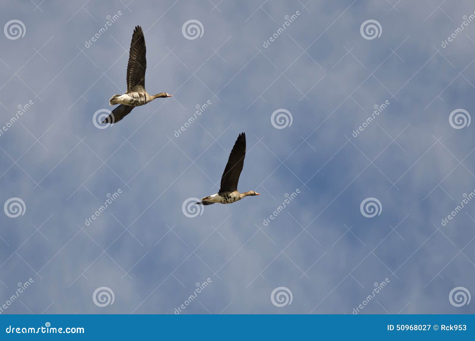 Pair of Greater White-Fronted Geese Flying in a Blue Sky Stock Image ...