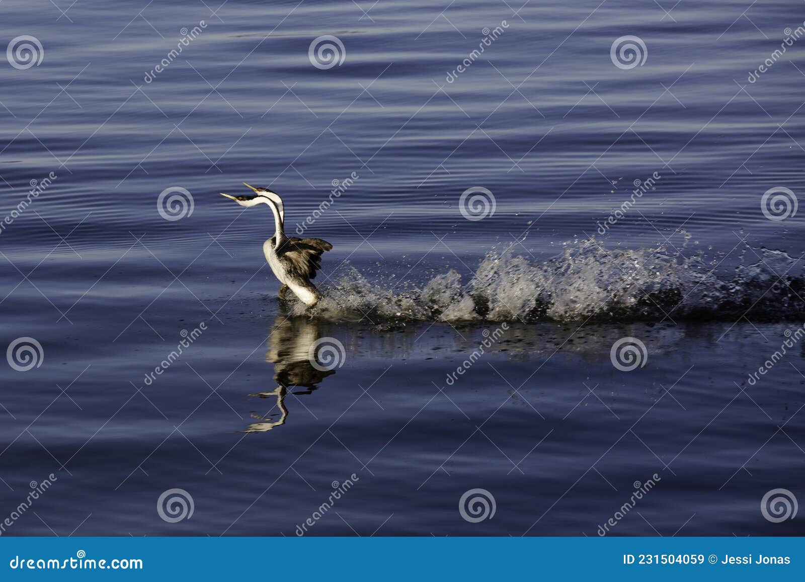 Grebe Mating Display stock image. Image of mating, grebe - 231504059