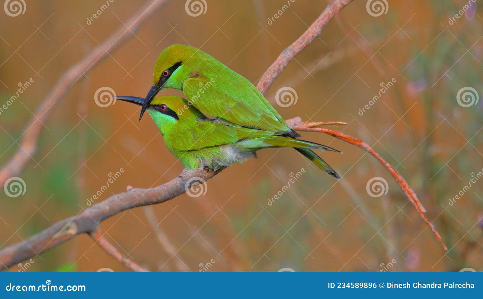 Pair of Green Bee Eater Bird are Mating Natural Nature Wallpaper Stock ...