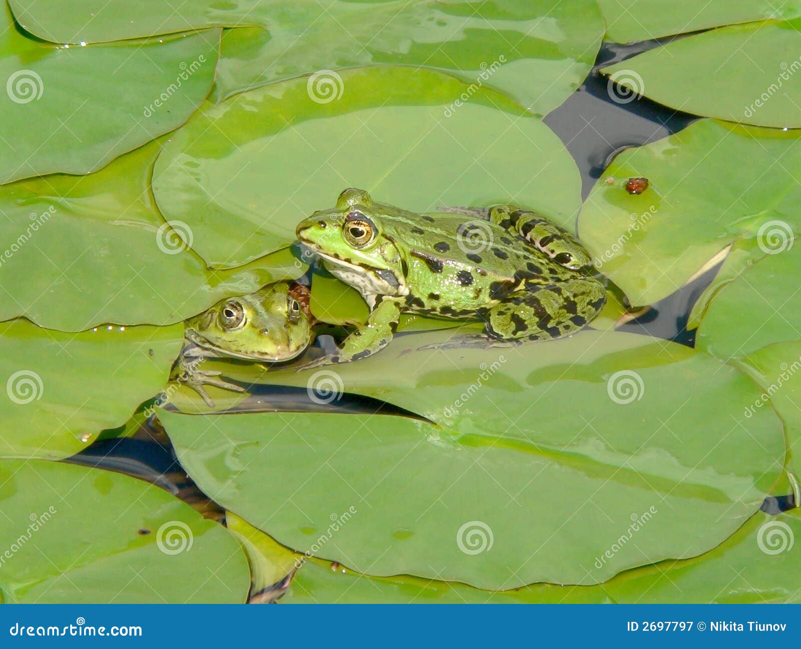 Pair of green frogs stock image. Image of life, pair, garden - 2697797