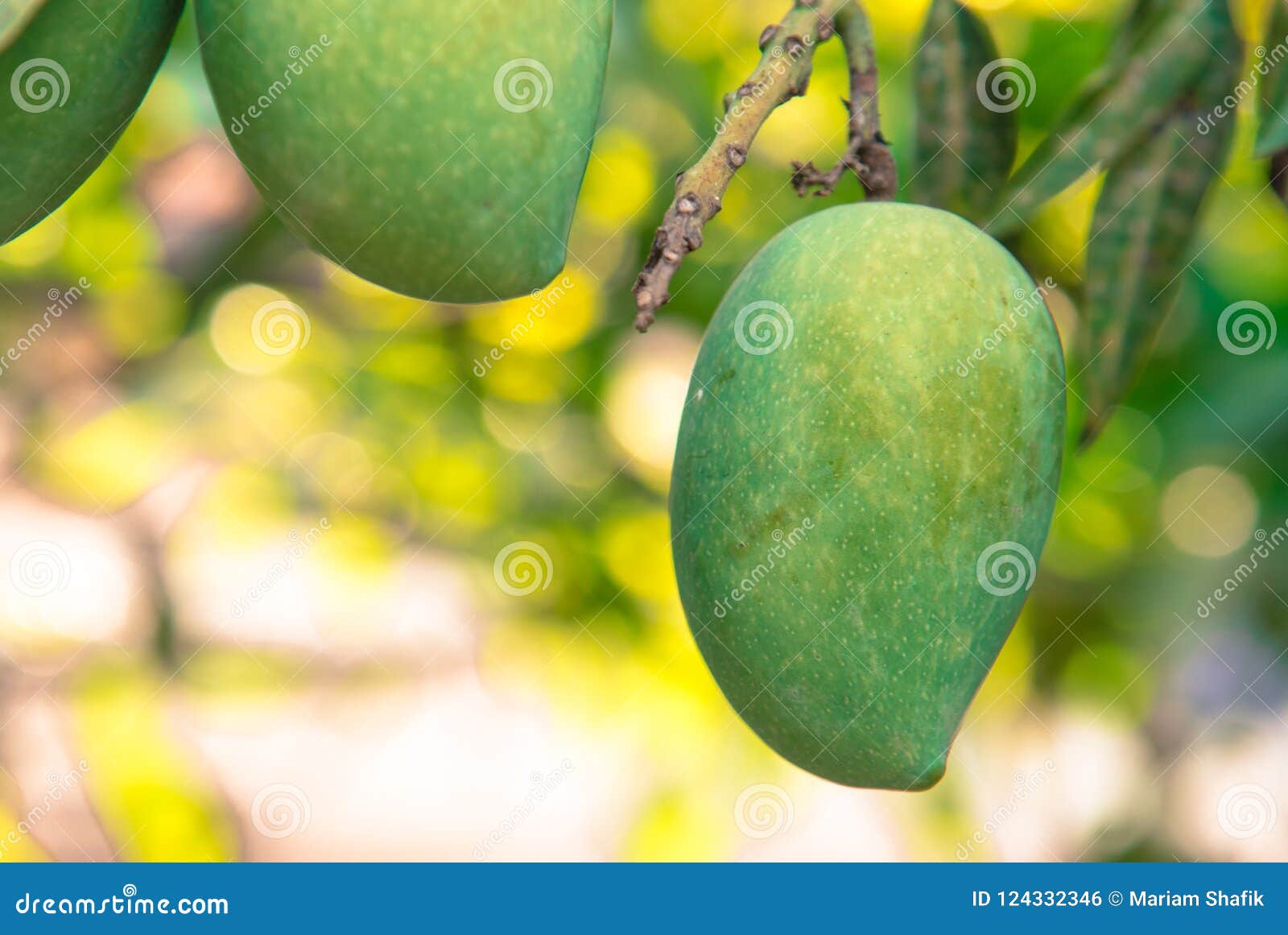 A Pair of Mangoes stock photo. Image of exotic, natural - 124332346