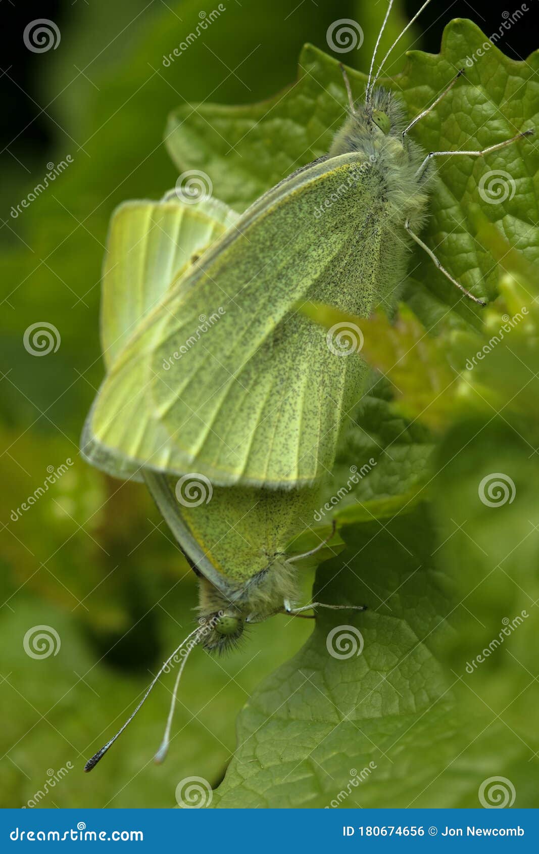 A pair of green moths. stock photo. Image of close, plant - 180674656 A pair of green moths. stock photo. Image of close, plant - 180674656