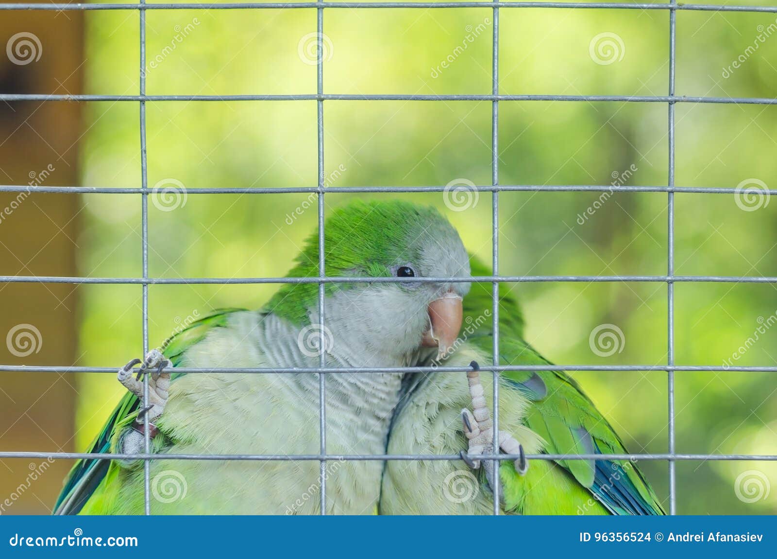 Pair of Green Parrots in a Cage Stock Photo - Image of natural, lovers ...