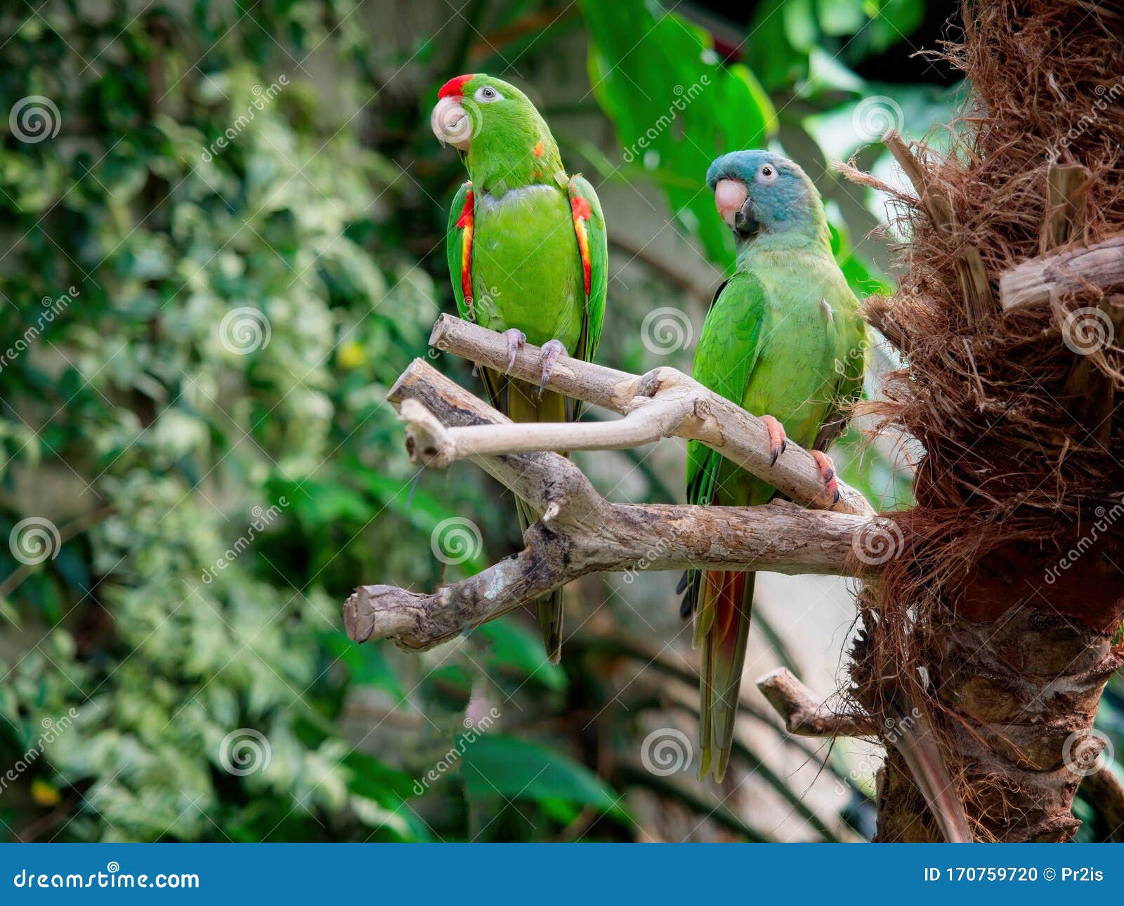 Pair of green parrots stock photo. Image of parrot, animals - 170759720