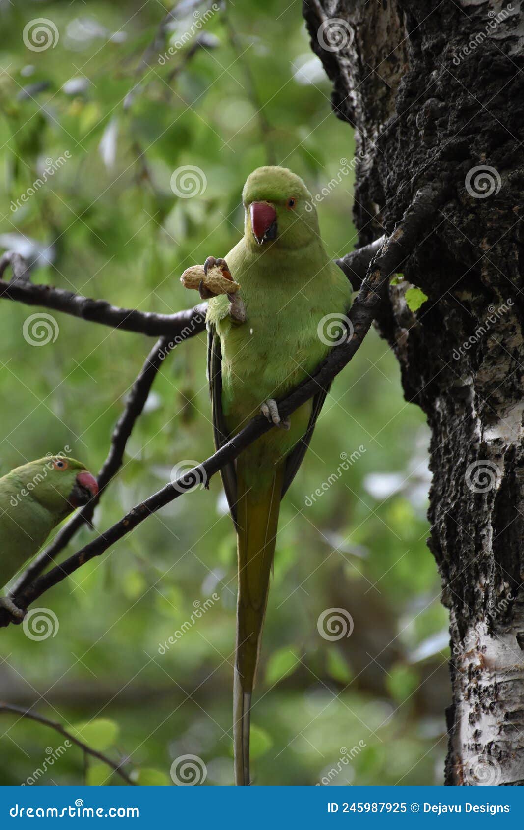Pair of Green Parrots Sitting in a Tree Stock Image - Image of exotic ...