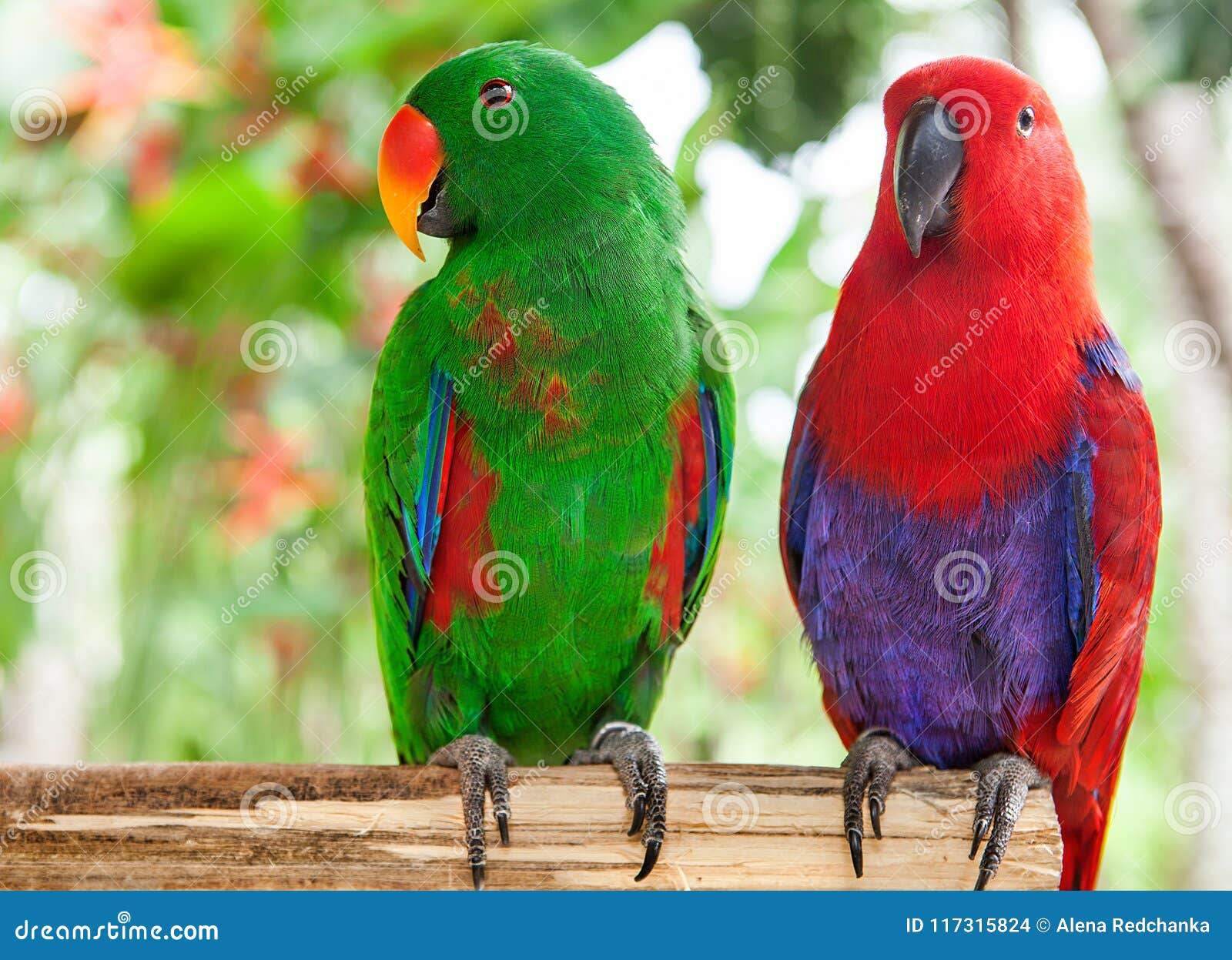 A Pair of Green and Red Solomon Island Eclectus Parrots Stock Photo ...