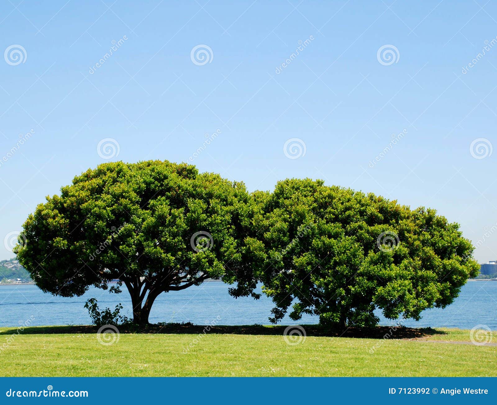 Pair of green trees stock photo. Image of sound, tree - 7123992