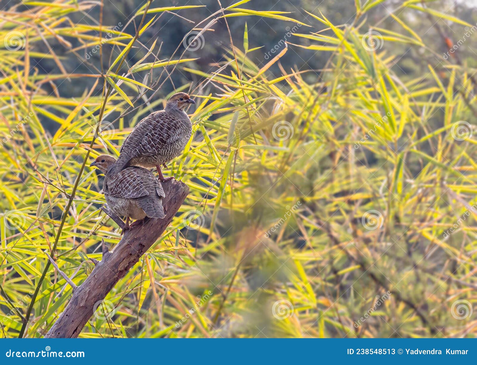 A Pair of Grey Francolin on a Tree Stock Image - Image of wilderness ...