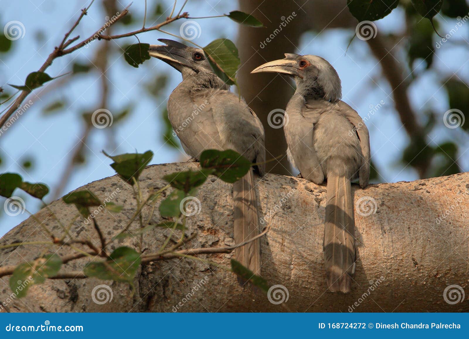 Pair of grey horn bil stock photo. Image of tree, pair - 168724272