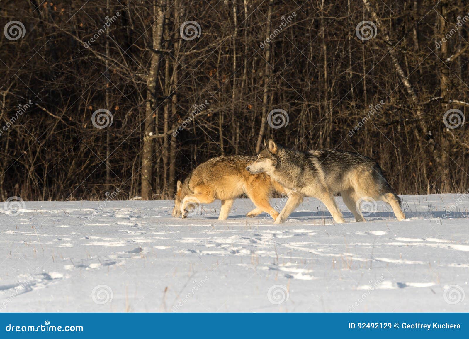Pair of Grey Wolves Canis Lupus Move Left Across Field Stock Image ...