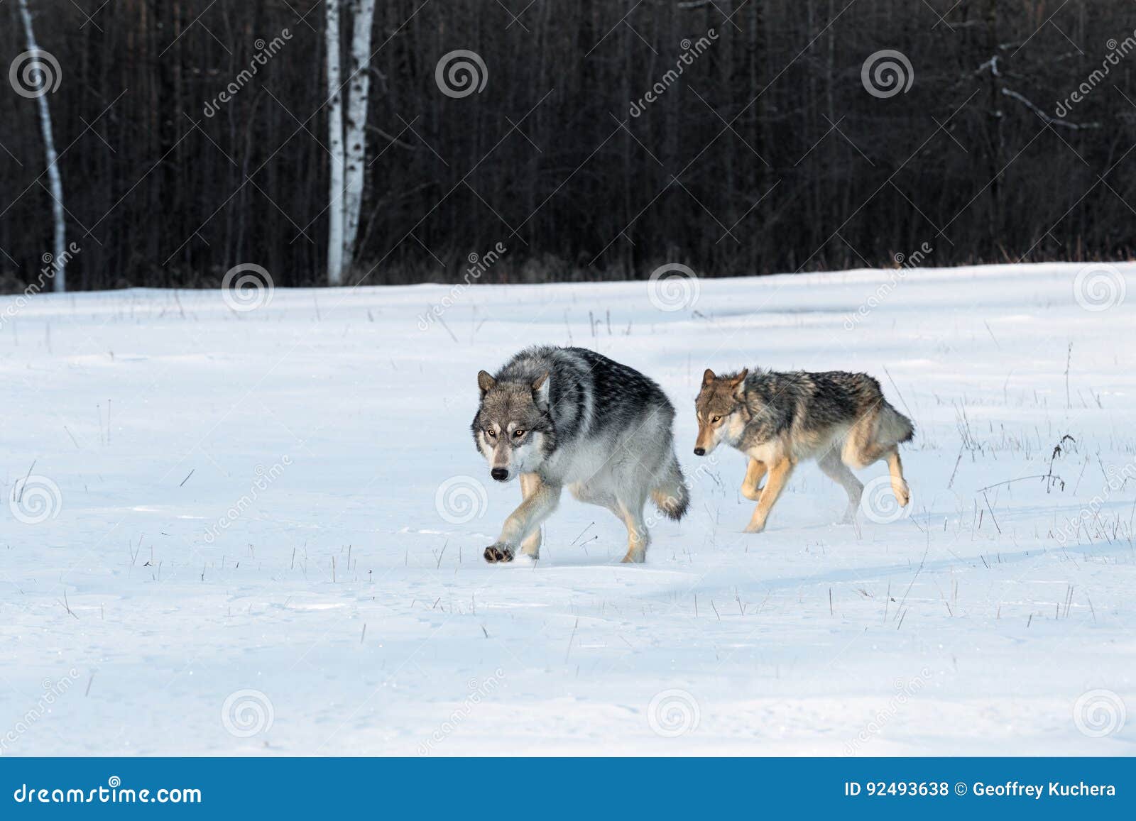 Pair of Grey Wolves Canis Lupus Run Together in Field Stock Photo ...