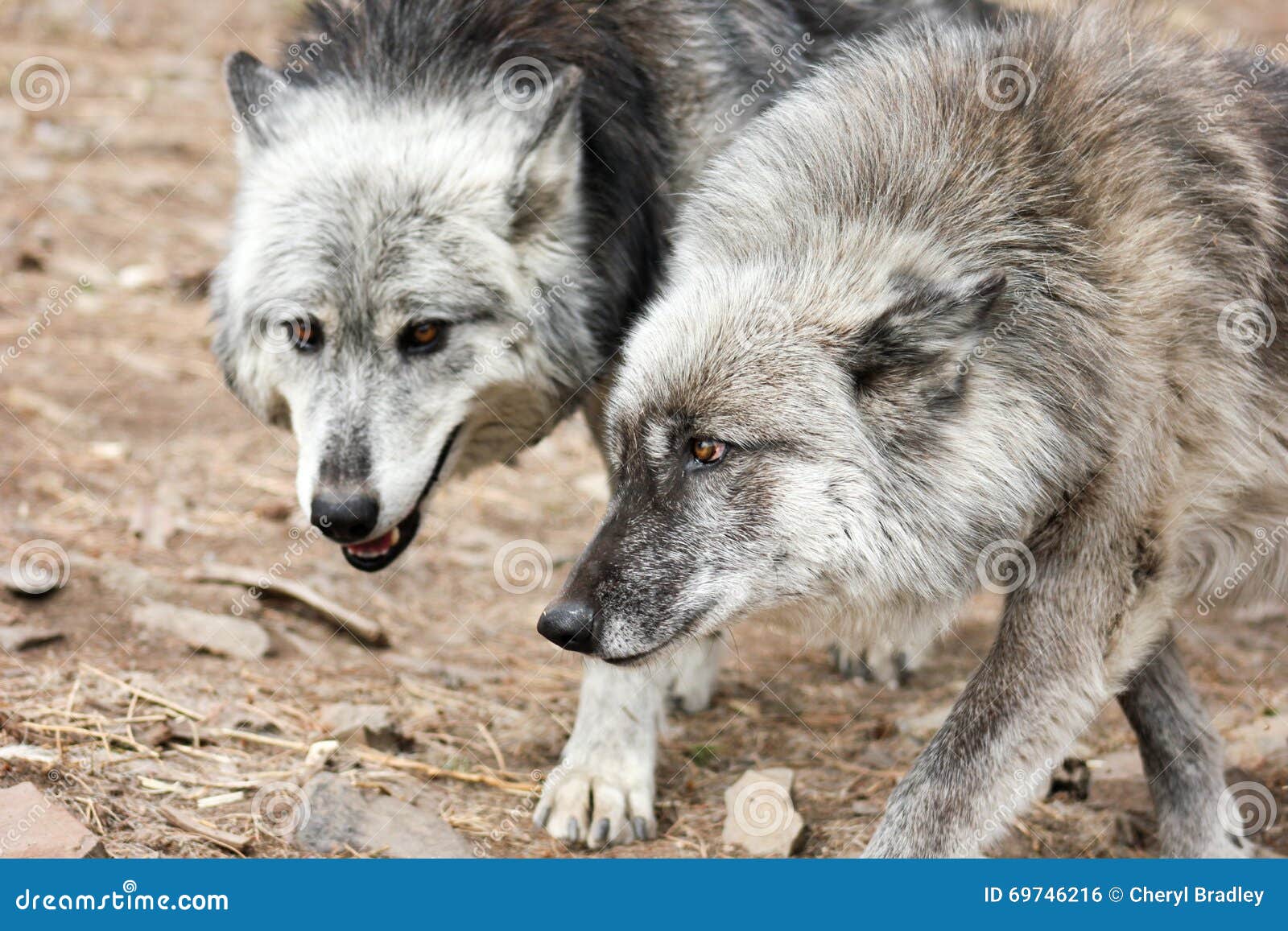 Wolves Images - Download 6,674 Royalty Free Photos - Page 2
