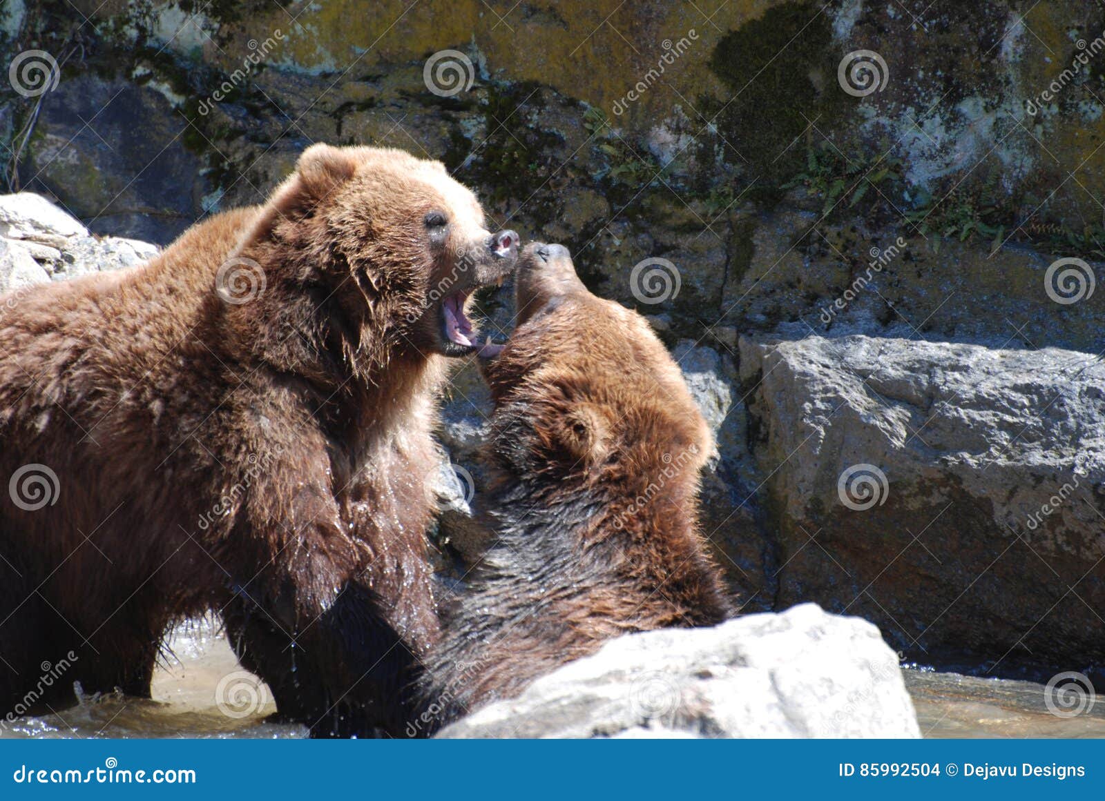 Pair Of Grizzly Bears Rearing Up On A Log Stock Image | CartoonDealer ...