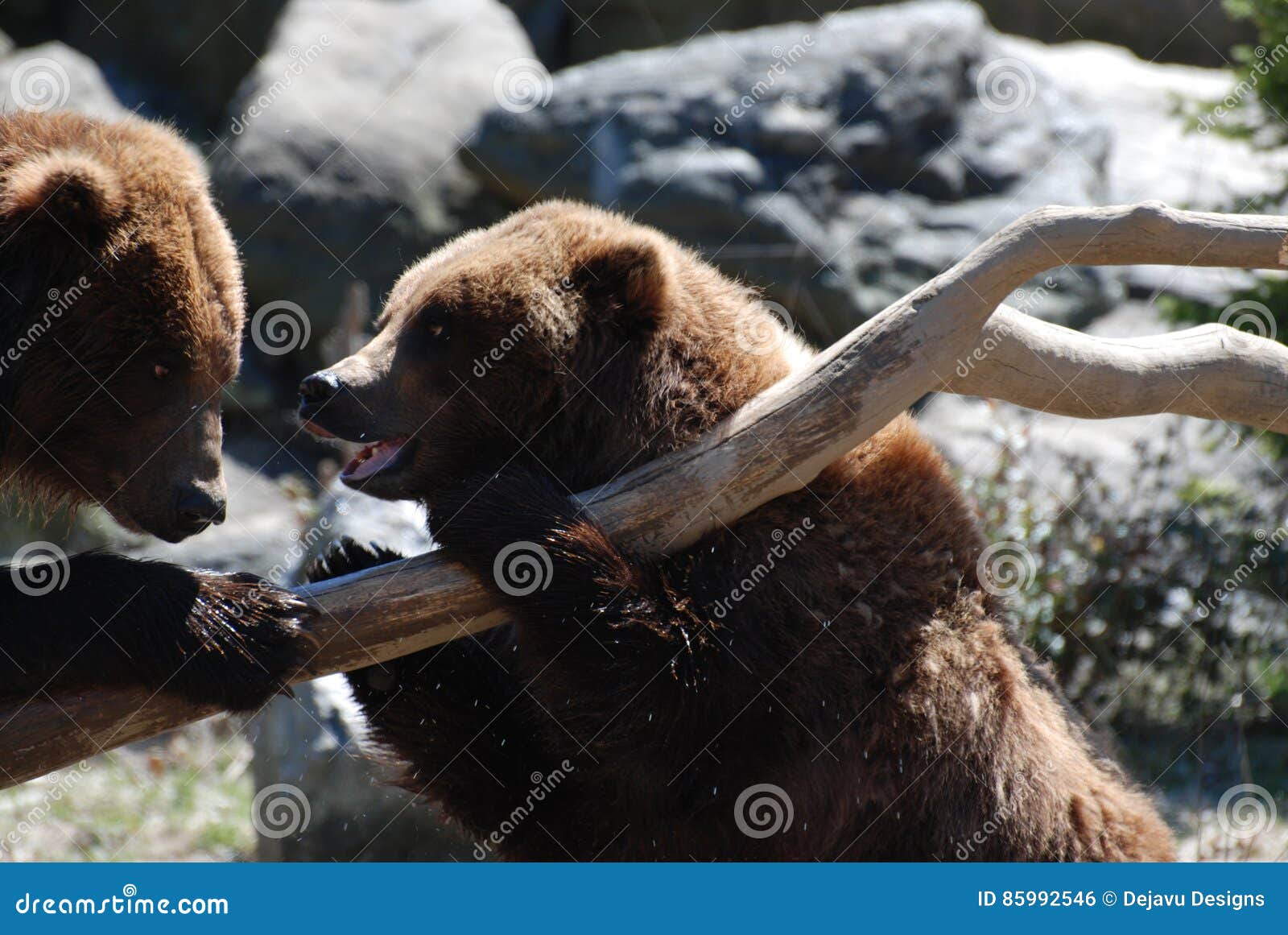 Pair Of Grizzly Bears Rearing Up On A Log Stock Image | CartoonDealer ...
