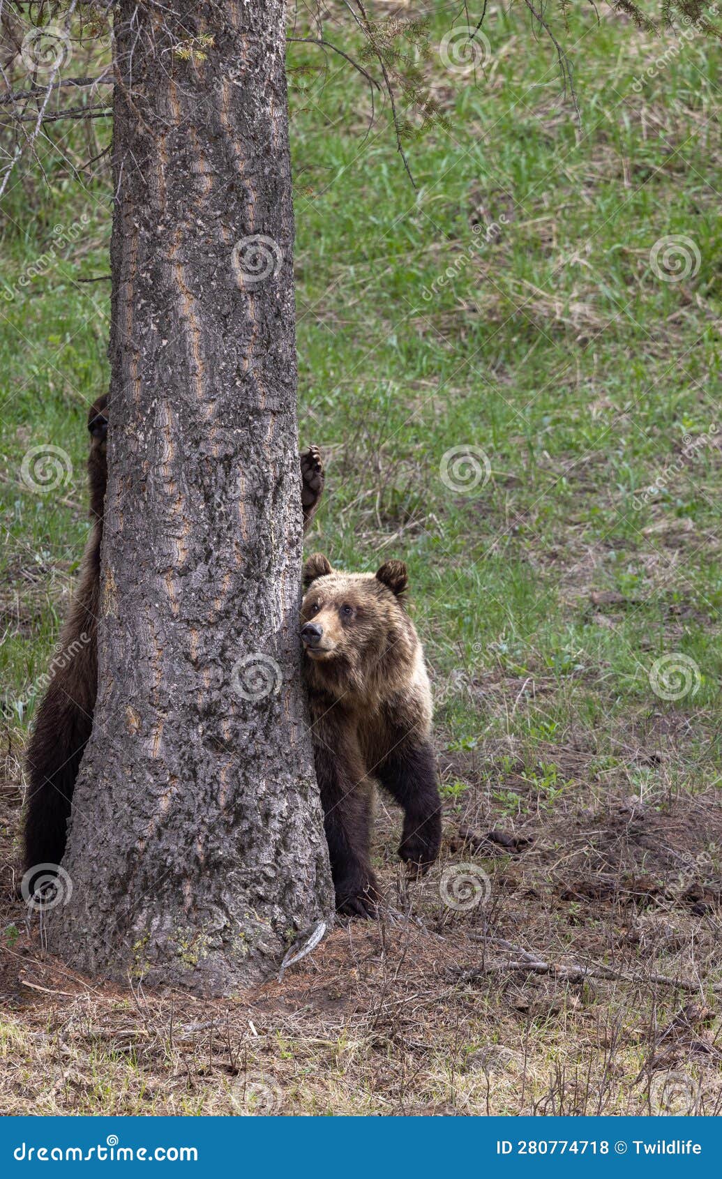 Pair Of Grizzly Bears Rearing Up On A Log Stock Image | CartoonDealer ...