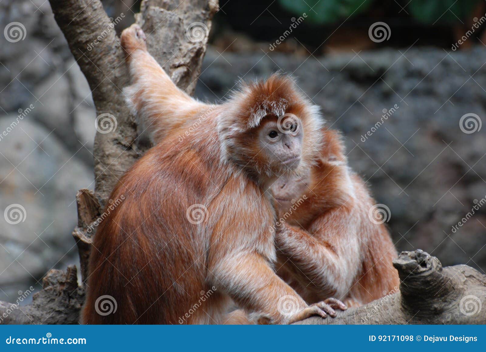 Pair of Grooming Langur Monkeys Together Stock Photo - Image of face ...