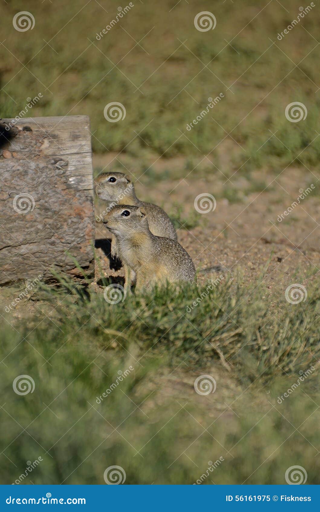 Pair of ground squirrels stock image. Image of ground - 56161975