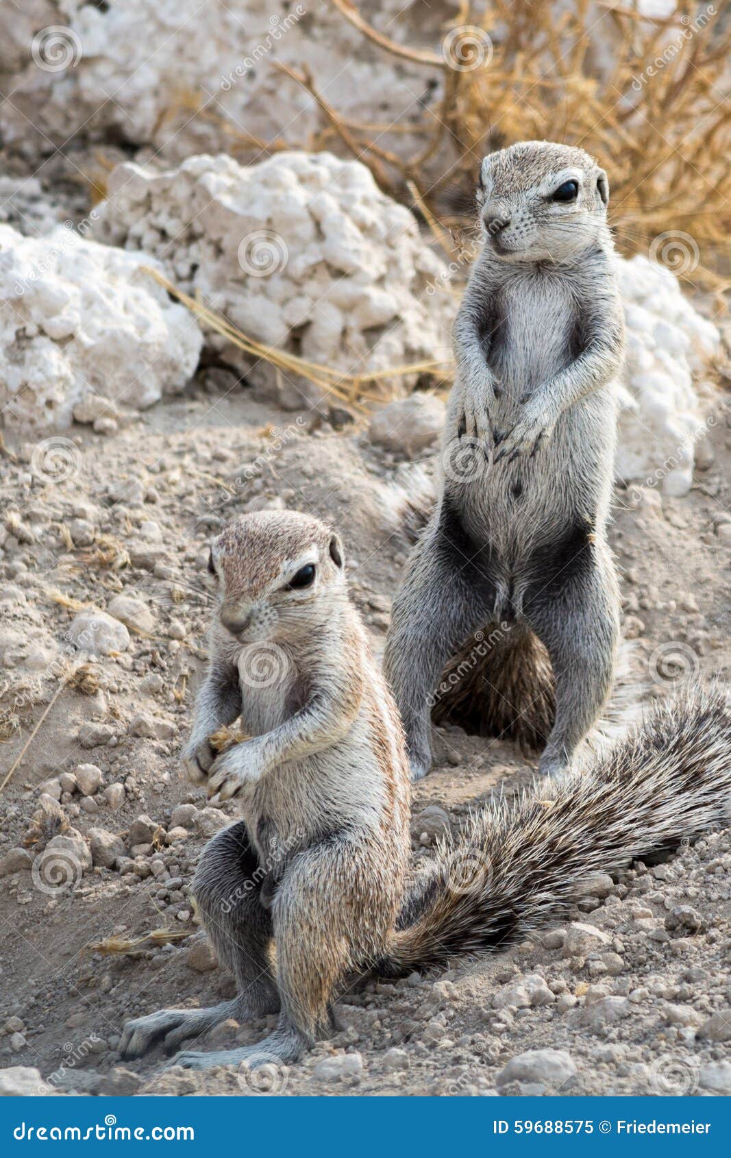 Pair of ground squirrels stock image. Image of grey, namibia - 59688575
