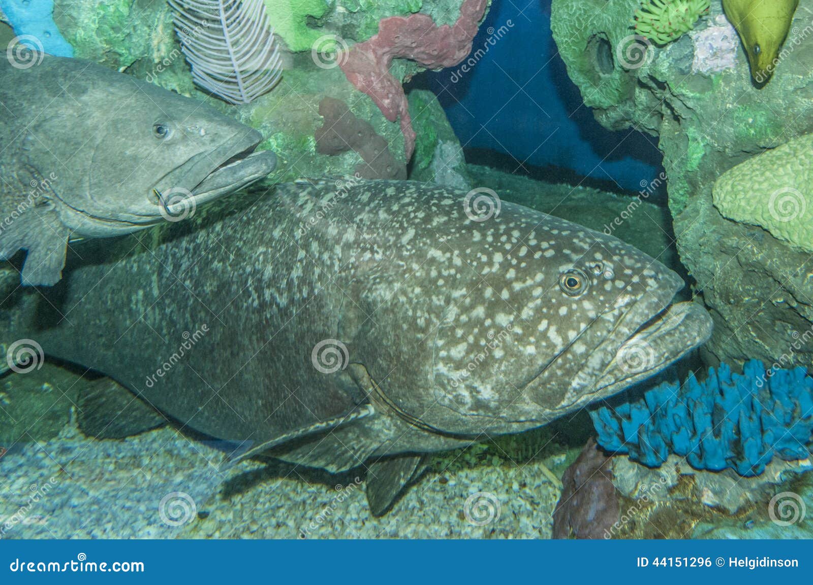 Pair of grouper stock photo. Image of fishing, beautiful - 44151296
