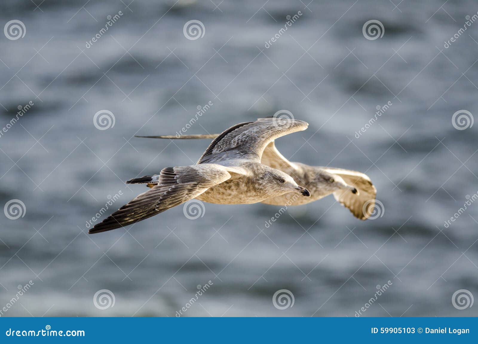 Pair of gulls in flight stock image. Image of avian, autumn - 59905103