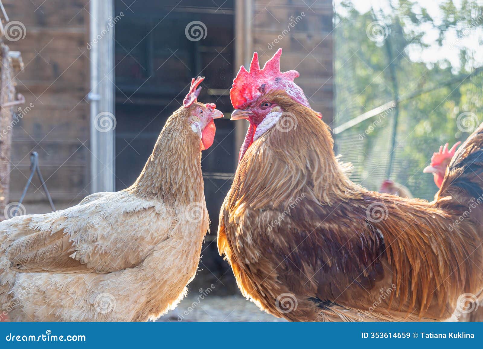 Pair of a Hen and a Cockerel with Red Combs Against the Background of a ...